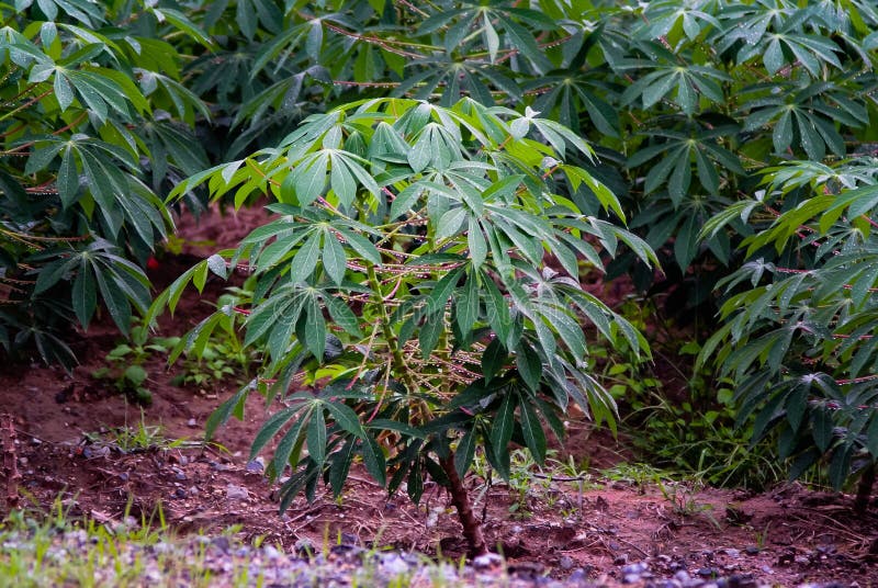 Árvore Da Mandioca Com Gota Da Chuva Foto de Stock - Imagem de jardim ...