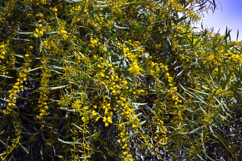 Árvore da mimosa. imagem de stock. Imagem de beleza, amarelo - 39494371