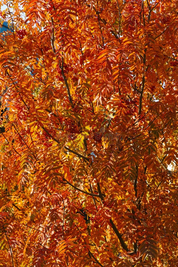 Árvore Da Sorva No Outono Sobre O Fundo Natural De Céu Azul Foto ...