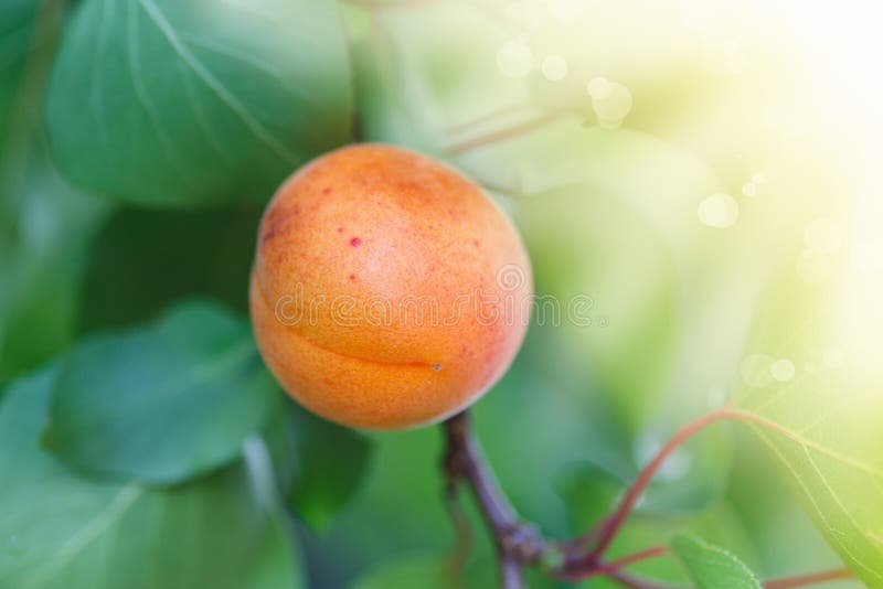 Árvore De Abricó Com Crescimento De Frutos Foto de Stock - Imagem de ...
