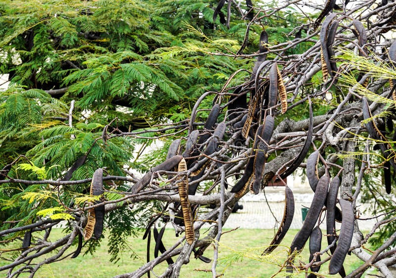 Árvore De Alfarroba Com Carobs Imagem de Stock - Imagem de folha, mola ...