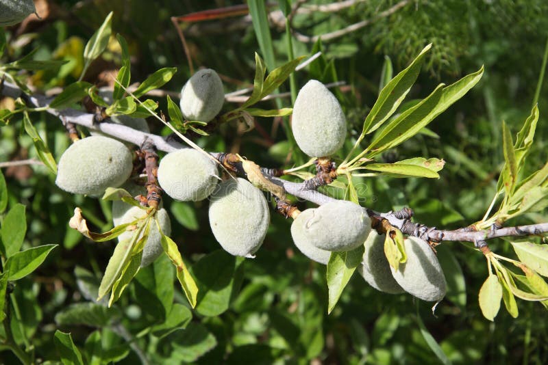 Árvore de amêndoa imagem de stock. Imagem de floral, verde - 19684535