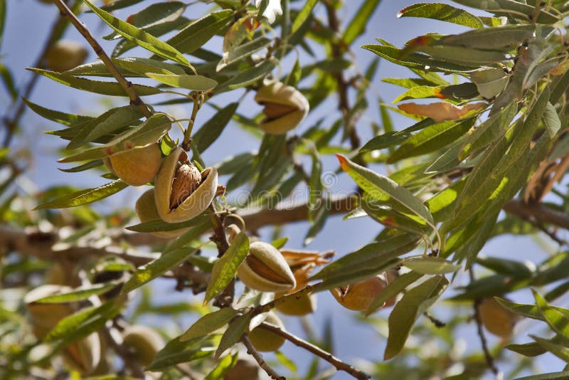 Árvore de amêndoa imagem de stock. Imagem de amêndoas - 27109115