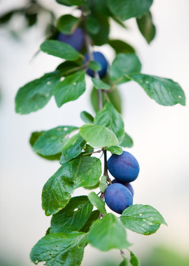 Crescimento Orgânico Das Ameixas Foto de Stock - Imagem de ameixa ...