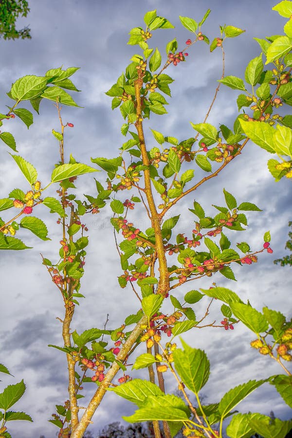 Amoreira na árvore foto de stock. Imagem de branco, fundo - 44449126