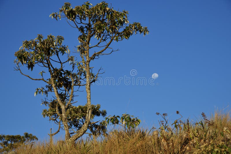 Árvore De Candeia E Lua Crescente No Parque Em Brasil Imagem de Stock ...