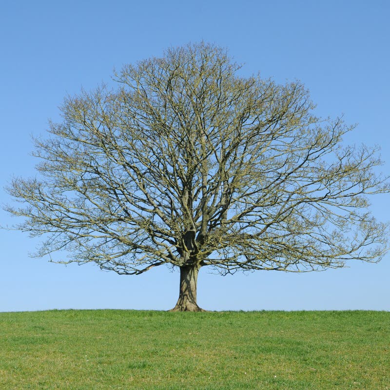 Árvore de carvalho foto de stock. Imagem de crescimento - 19642248