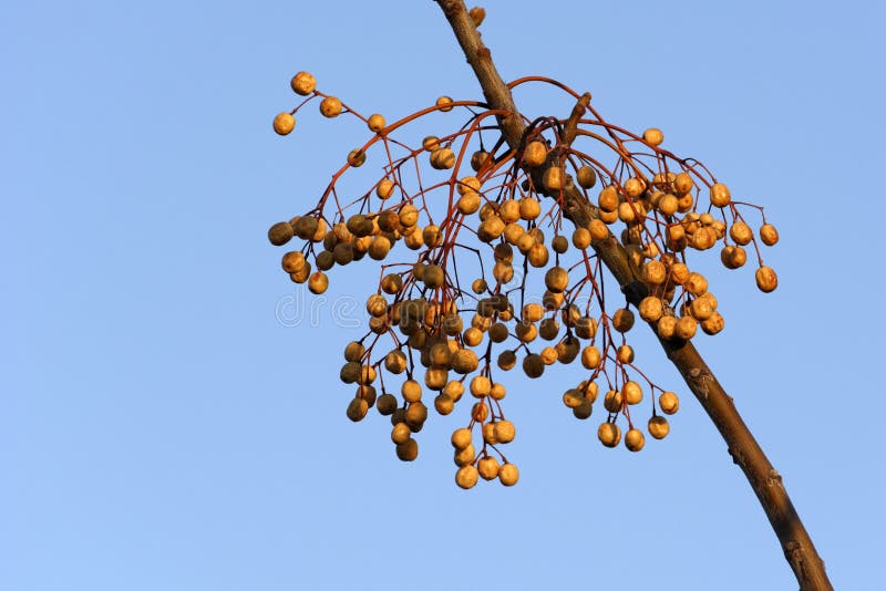 Árvore de cedro branco imagem de stock. Imagem de nave - 42931323