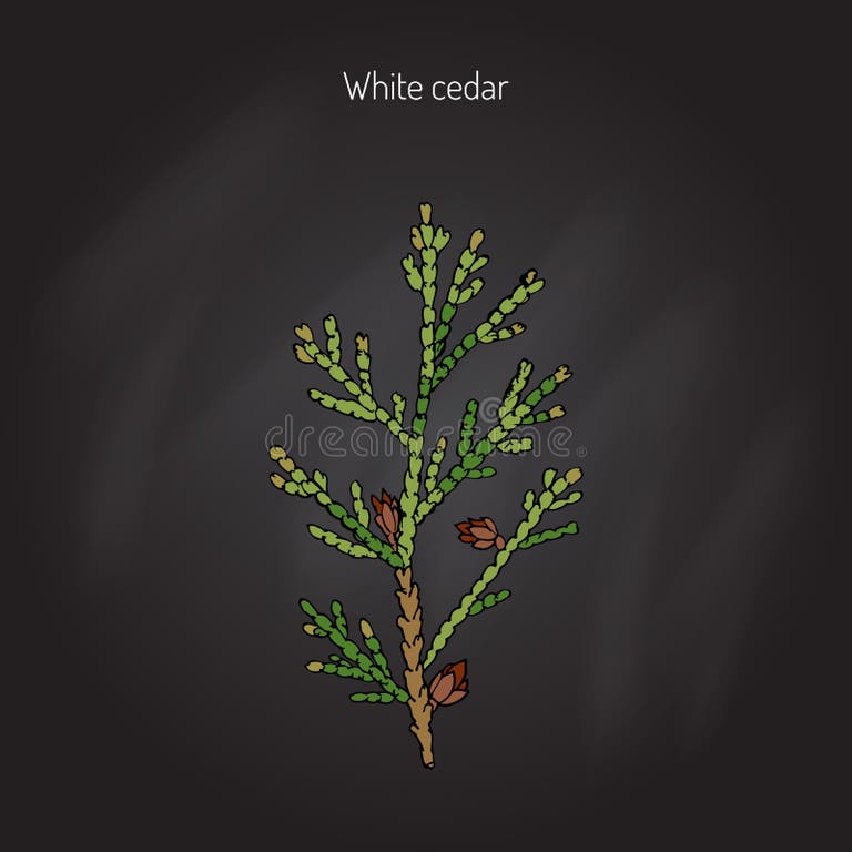 Árvore de cedro branco ilustração do vetor. Ilustração de cedro - 89737452