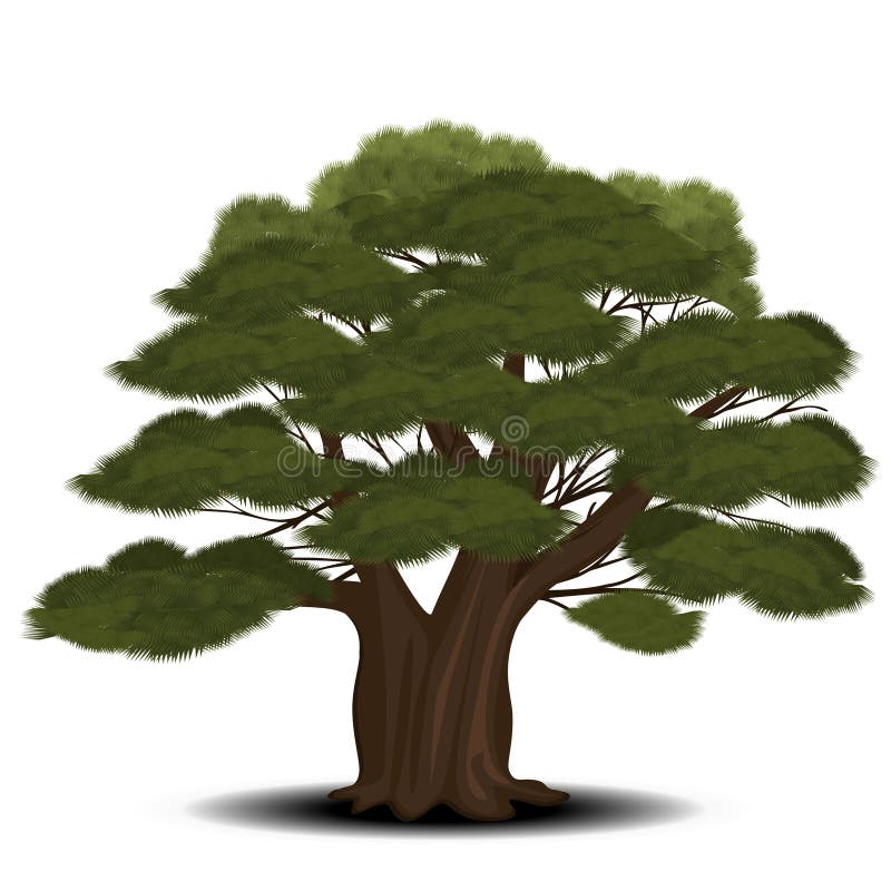 Cedro Ilustrações, Vetores E Clipart De Stock – (30,893 Stock ...