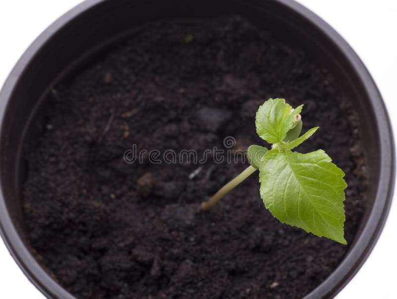 Árvore de cereja verde imagem de stock. Imagem de cereja - 102322173