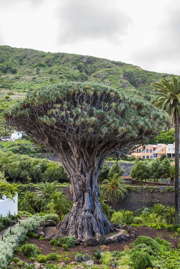 Draco Do Dracaena (Drago Ou árvore De Dragão) Foto de Stock - Imagem de ...