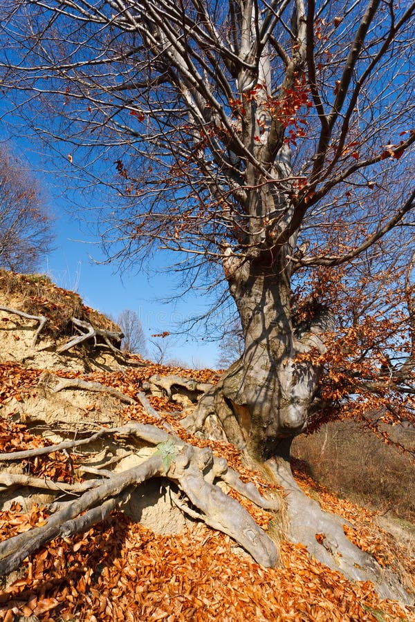 Única árvore De Faia Na Queda Foto de Stock - Imagem de grama, scenic ...