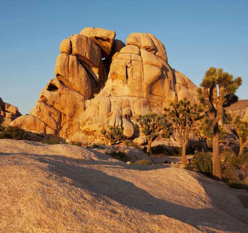 Árvore de Joshua foto de stock. Imagem de nave, marrocos - 27074836