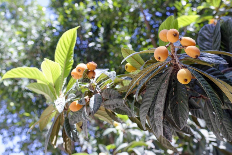 A árvore de nêspera imagem de stock. Imagem de fruta - 110281541