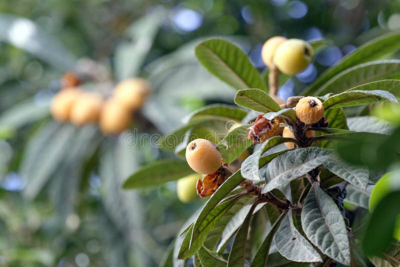 A árvore de nêspera imagem de stock. Imagem de cores - 110282405