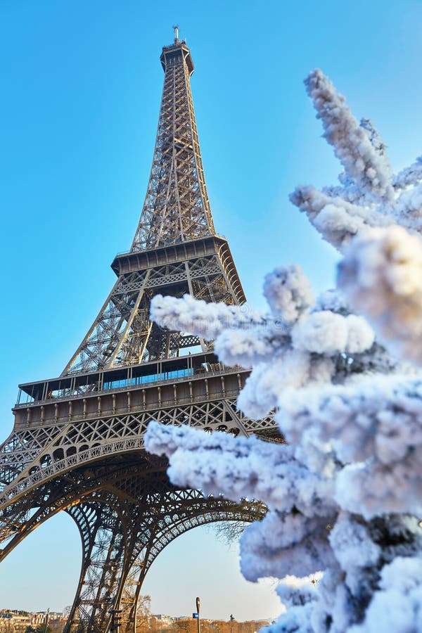 Árvore De Natal Coberta Com a Neve Perto Da Torre Eiffel Em Paris Foto ...