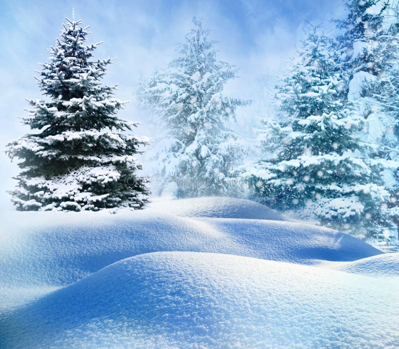 Árvore de Natal na neve imagem de stock. Imagem de nevela - 79066001