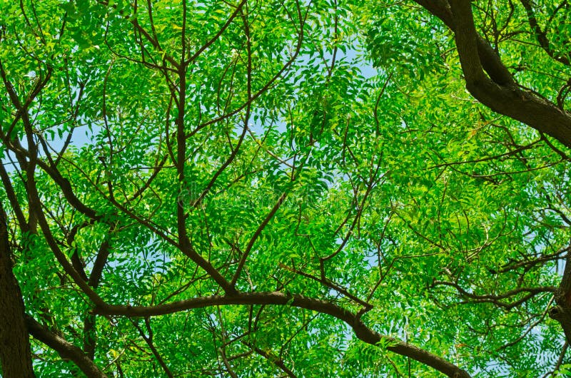 Árvore de Neem imagem de stock. Imagem de neem, árvore - 21604787