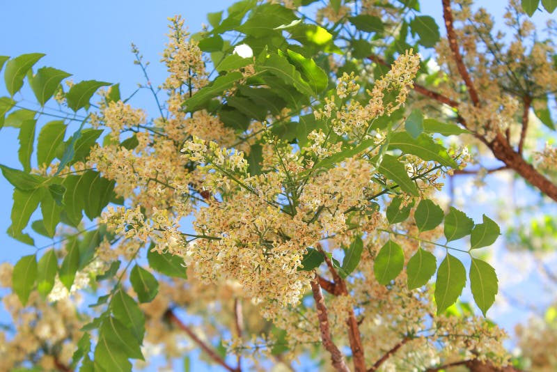 1,182 Fotos de Stock de árvore De Neem Flor Do Neem - Fotos de Stock ...