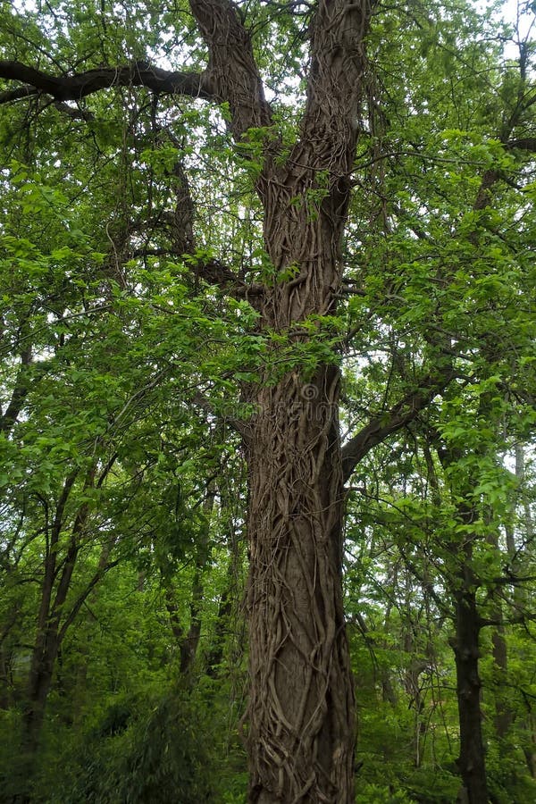 Grande árvore de olmo imagem de stock. Imagem de ásia - 36626167