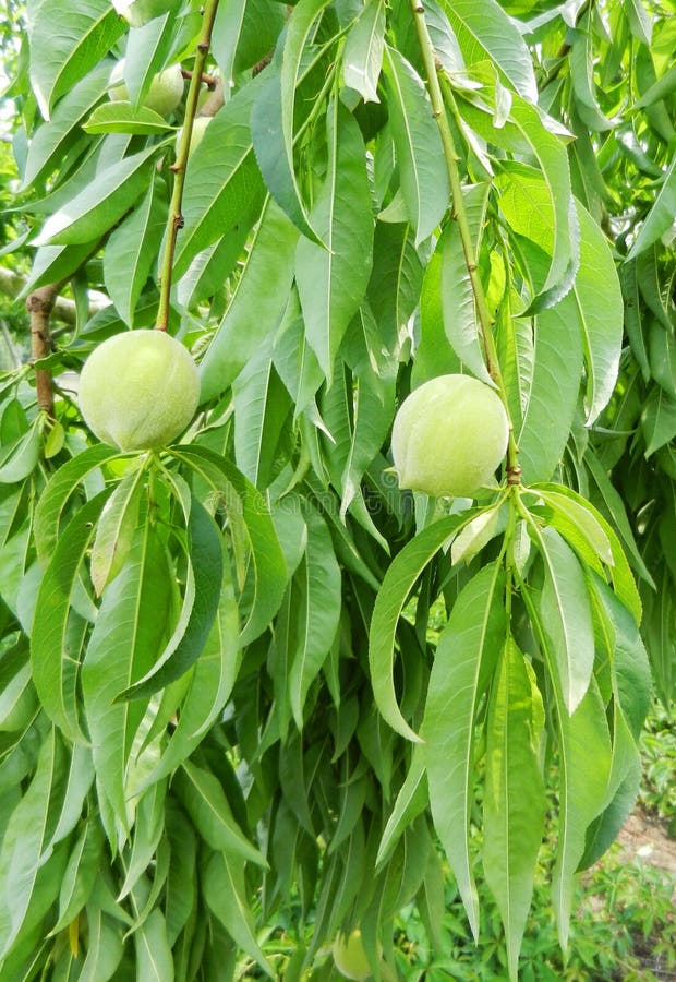 Flores Cor-de-rosa Da árvore De Pêssego Foto de Stock - Imagem de ...