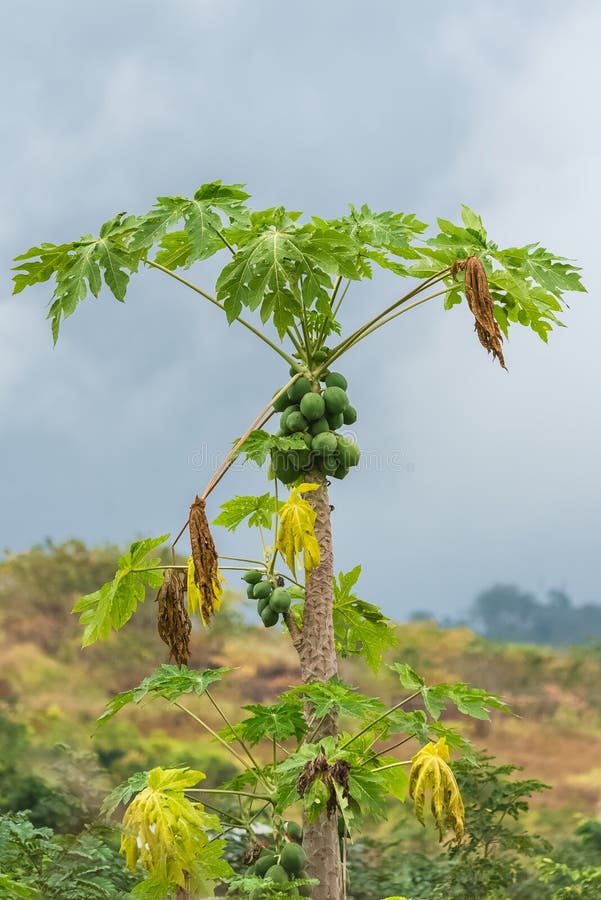 Árvore de papaia foto de stock. Imagem de grande, colorido - 130897608