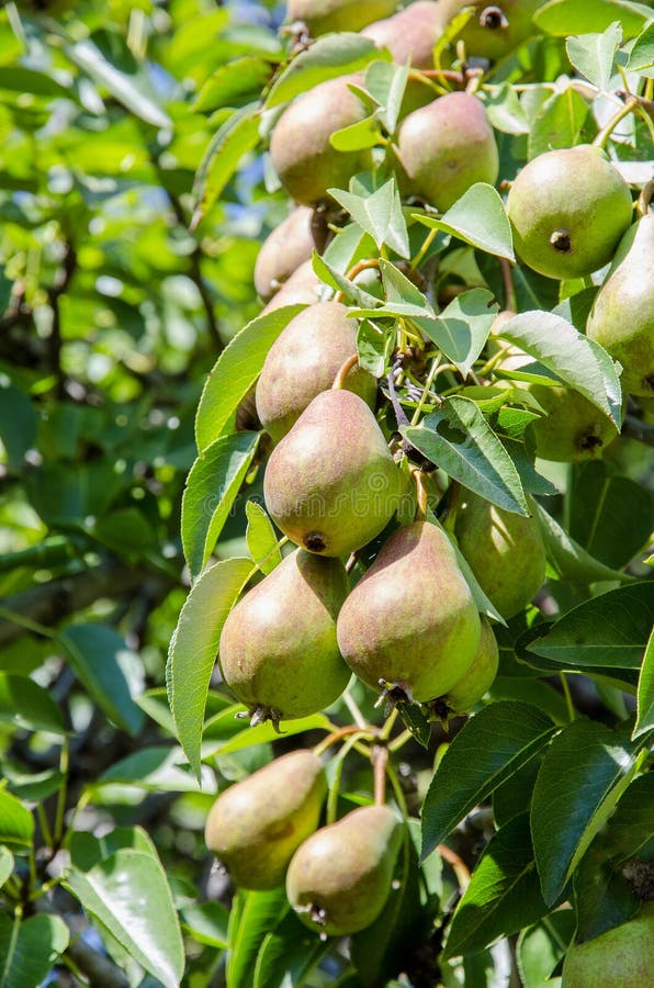 Pera na árvore imagem de stock. Imagem de exterior, pera - 103656217