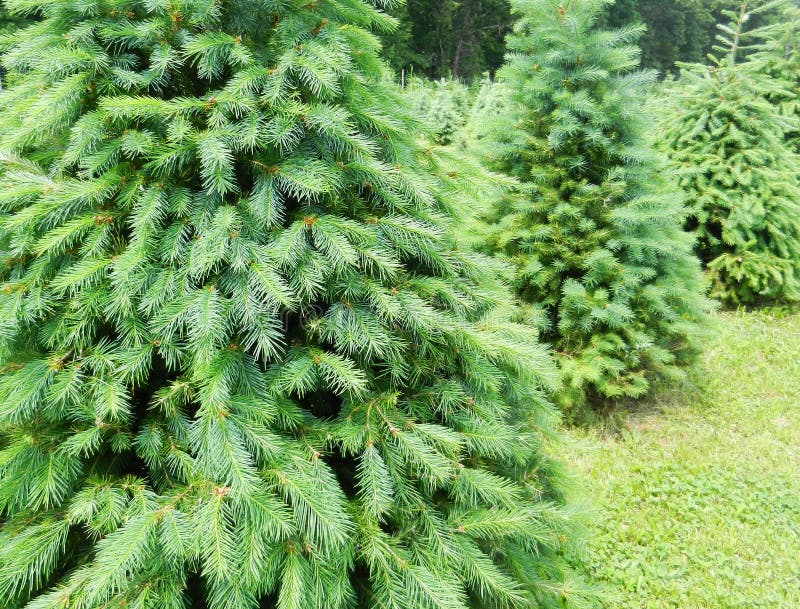 árvore de pinho imagem de stock. Imagem de planta, filial - 26679109