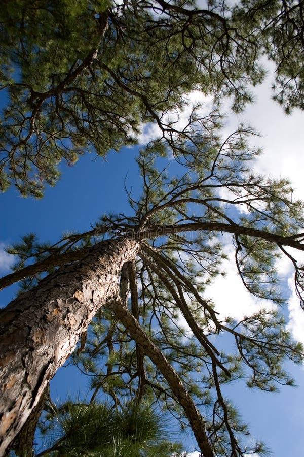 Árvore de pinho foto de stock. Imagem de pinho, céu, flora - 5367806