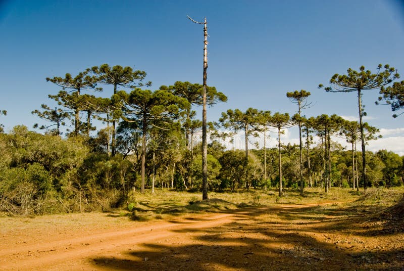 Árvore De Pinho Da Araucária Foto de Stock - Imagem de flora, brasil ...