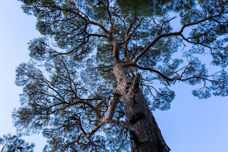 Pinheiro Escocês Com Raizes Na Superfície Dadas Forma Erráticas Foto de ...
