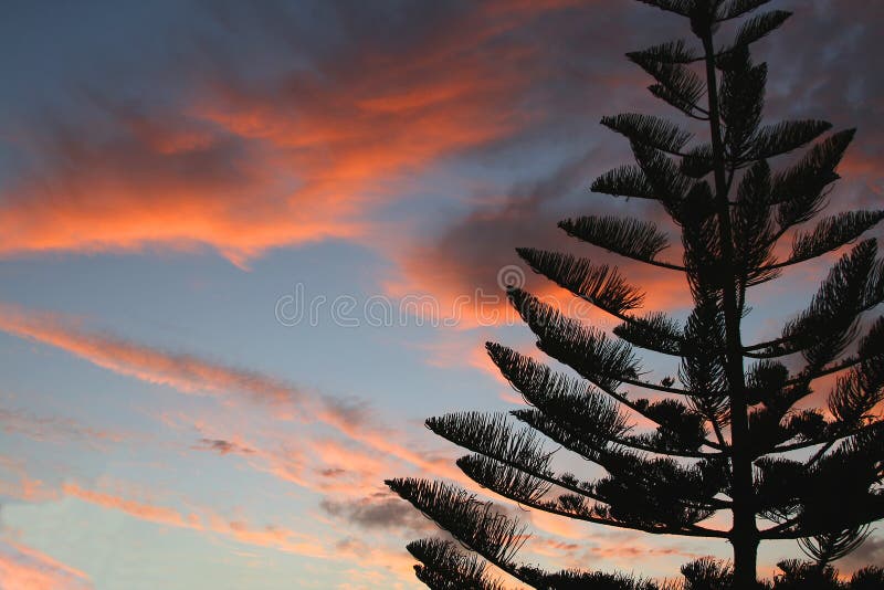 Árvore De Pinho No Por Do Sol Foto de Stock - Imagem de pinho, silhueta ...