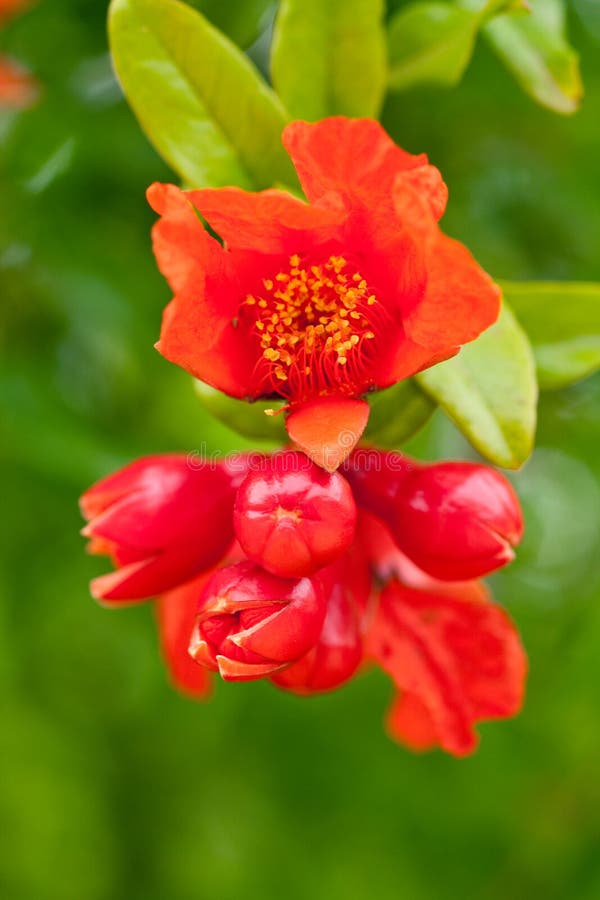 Árvore de romã imagem de stock. Imagem de horizontal - 48774857