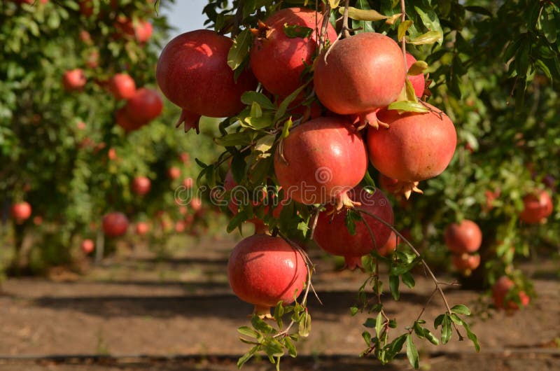 Grupo Da Fruta Da Romã Na árvore Foto de Stock - Imagem de árvore ...