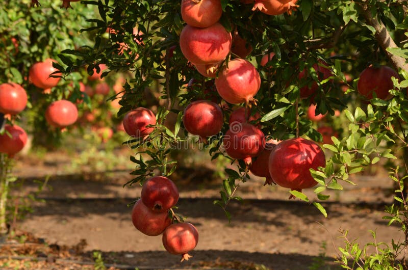 Árvore de romã imagem de stock. Imagem de horizontal - 48774857