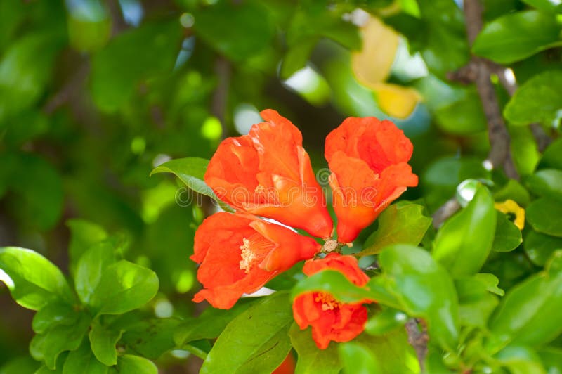 Árvore De Romã De Florescência Imagem de Stock - Imagem de flor, nave ...