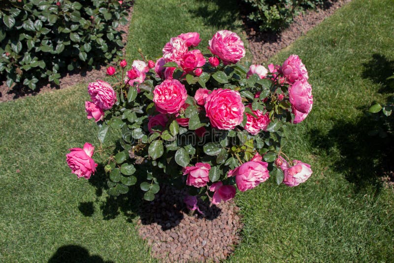 Árvore De Rosa Com Rosas Cor-de-rosa Em Um Jardim Imagem de Stock ...