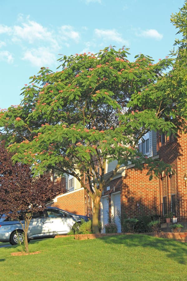 Folhas da árvore de seda imagem de stock. Imagem de sair - 10628053