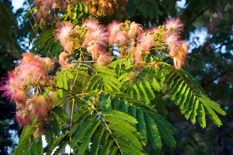 Árvore de seda persa foto de stock. Imagem de sutil, corda - 32868214
