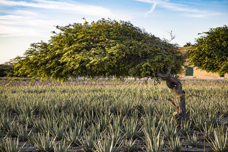 Árvore Do Divi De Divi - Coriaria De Libidibia - Aruba Imagem de Stock ...