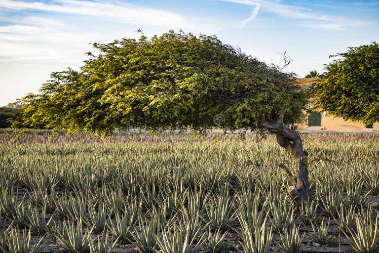 Árvore Do Divi De Divi - Coriaria De Libidibia - Aruba Imagem de Stock ...