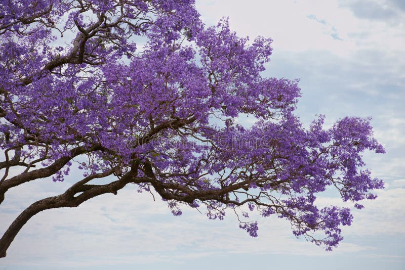 Árvore do Jacaranda imagem de stock. Imagem de nave, contra - 67629739