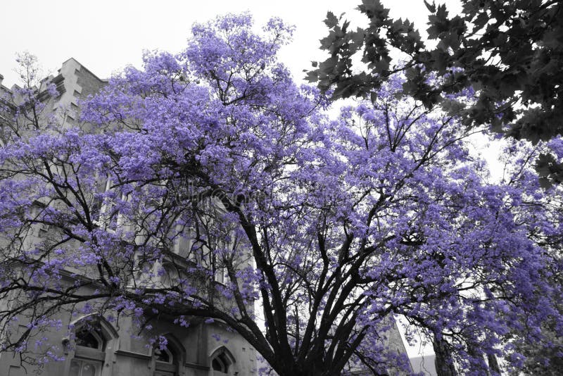 Jacarandá foto de stock. Imagem de paisagem, bonito, curso - 85260834