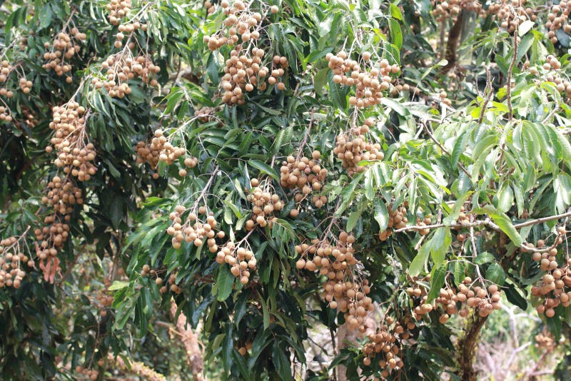 Árvore do Longan foto de stock. Imagem de delicioso, imagem - 71204618
