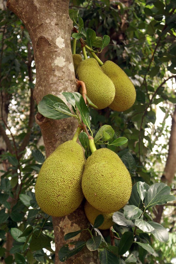 Árvore do pão imagem de stock. Imagem de alimento, planta - 3025123