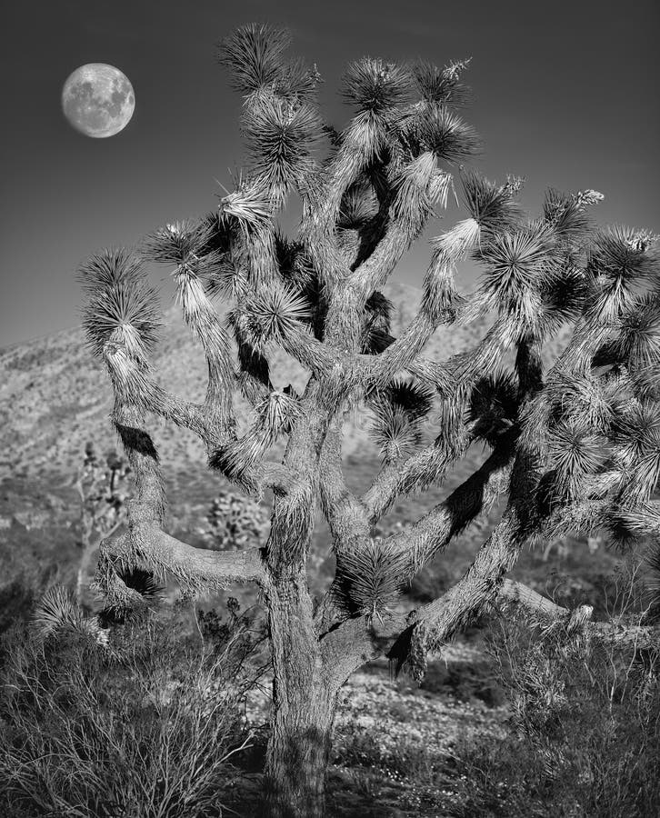 Árvore e lua de Joshua foto de stock. Imagem de deserto - 42416788