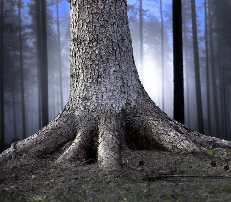 Enraizado imagem de stock. Imagem de enraizado, raiz - 137577163