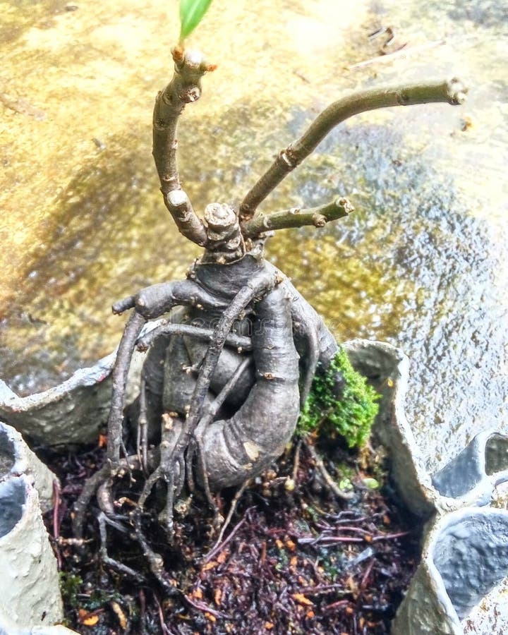 árvore ginseng do java foto de stock. Imagem de venda - 276504374