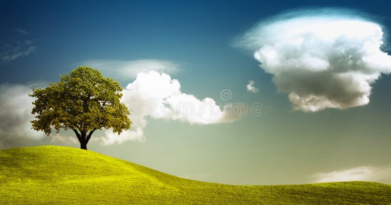 Árvore No Panorama Do Campo Imagem de Stock - Imagem de agricultura ...